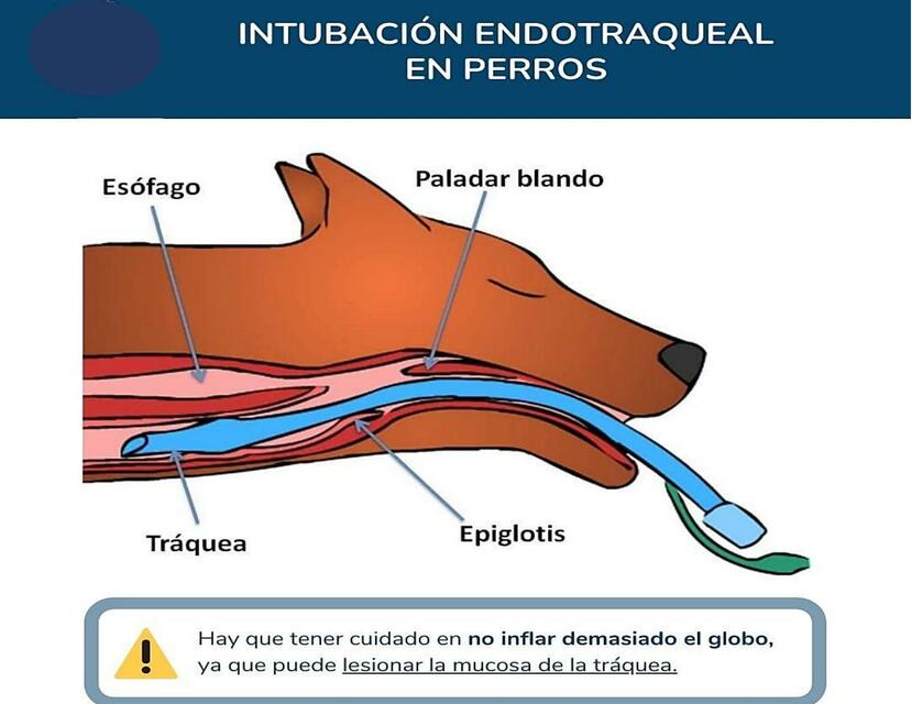 Intubacion endotraqueal en perros | fraii | uDocz Intubacion endotraqueal en perros | fraii | uDocz