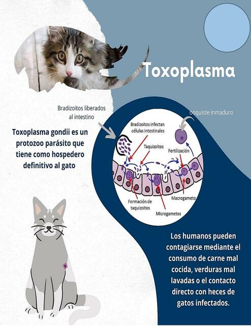 Toxoplasma | fraii | uDocz