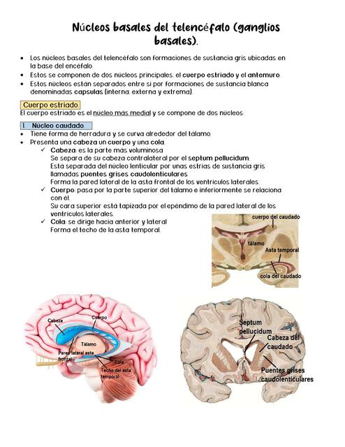 Anatomía de Núcleos Basales del Telencéfalo y Diencéfalo | Mateo ...