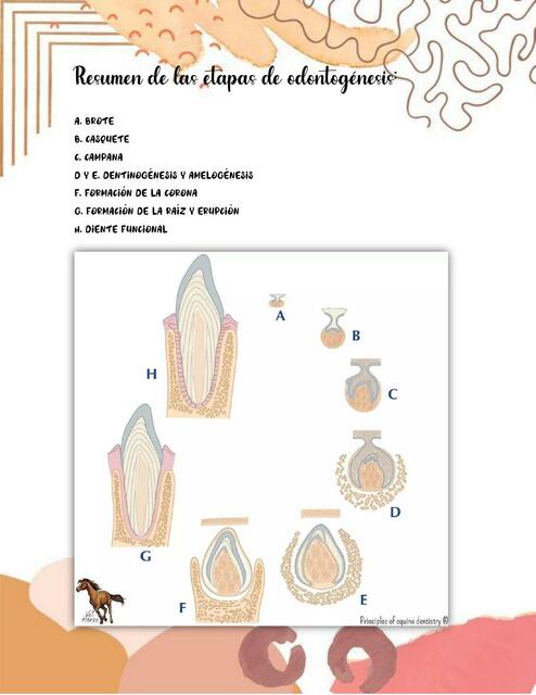 Resumen de las etapas de odontogénesis | fraii | uDocz