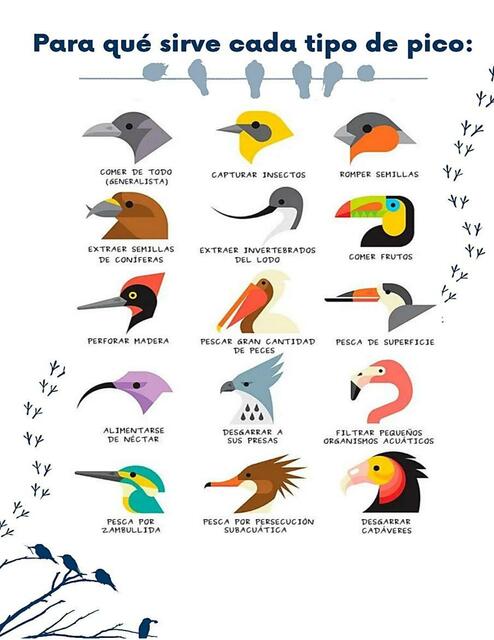Tipos de picos | fraii | uDocz