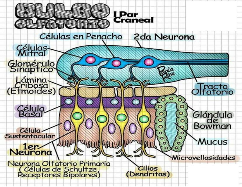 Bulbo olfatorio 1er par craneal | fraii | uDocz