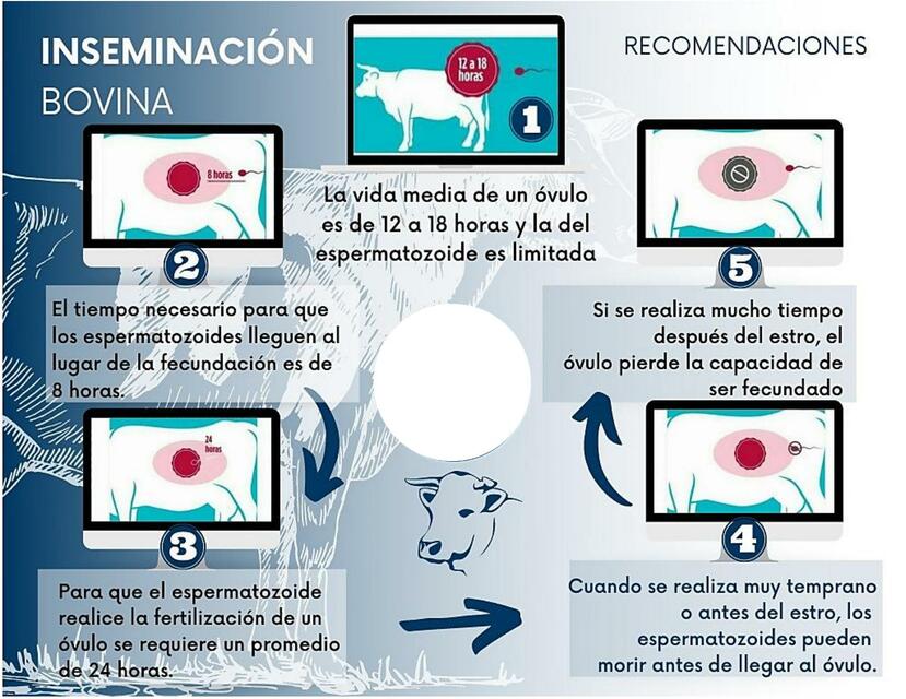 Inseminacion bovina | fraii | uDocz