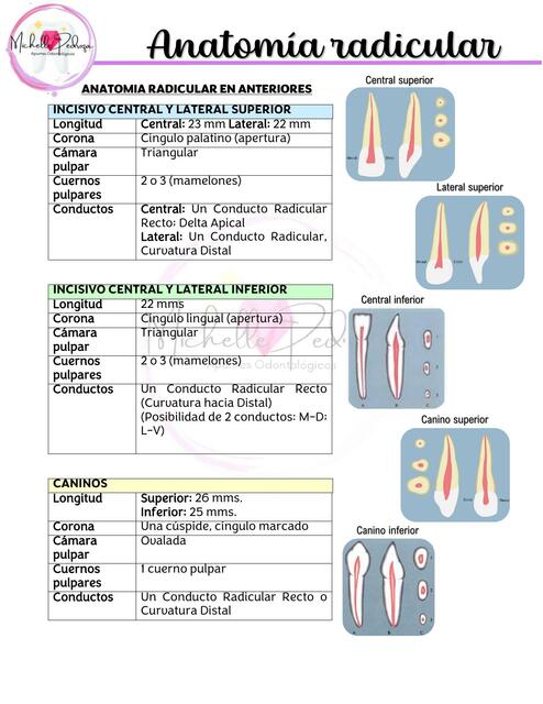 Anatomía Del Conducto Radicular