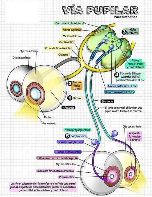 Via pupilar parasimpatica | fraii | uDocz