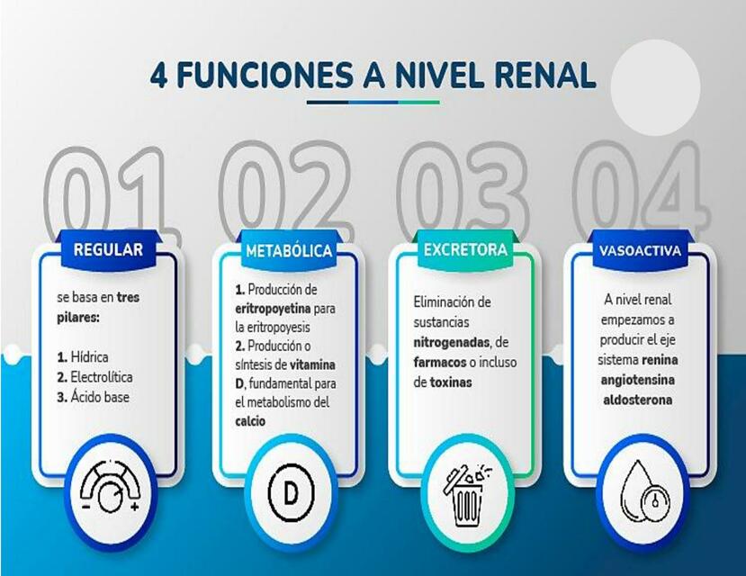 Funciones a nivel renal | fraii | uDocz