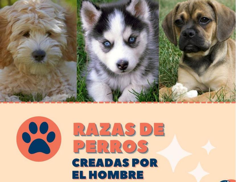 Razas de perros creadas por el hombre