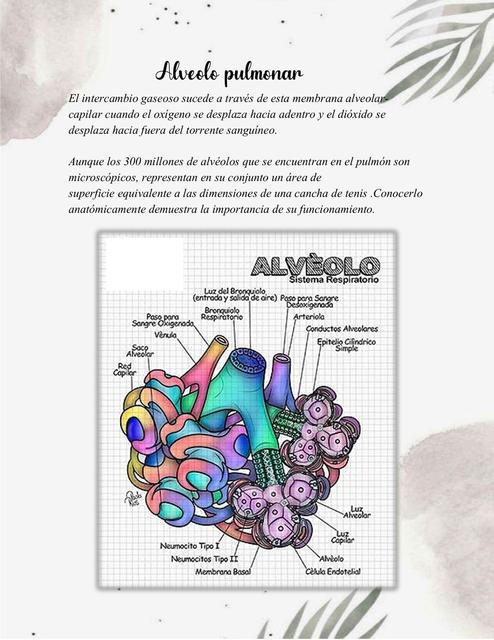 Alveolo pulmonar | fraii | uDocz