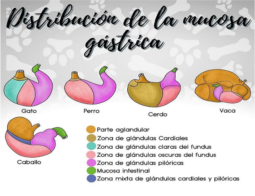 Distribución de la mucosa gástrica | fraii | uDocz