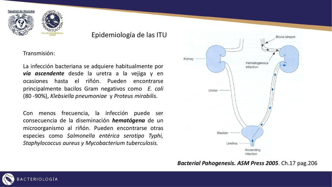 Epidemiología de las ITU | Alisson Gomora Gonzalez | uDocz