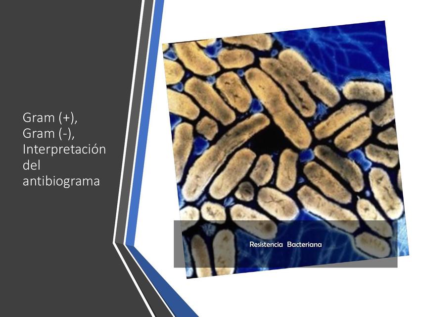 Mecanismo de Resistencia en gram (+) | MARYURI LISBETH | uDocz