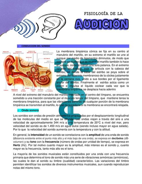 Fisiología de la Audición | uDocz