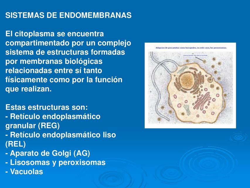 Sistemas de endomembranas | Psicostudya | uDocz