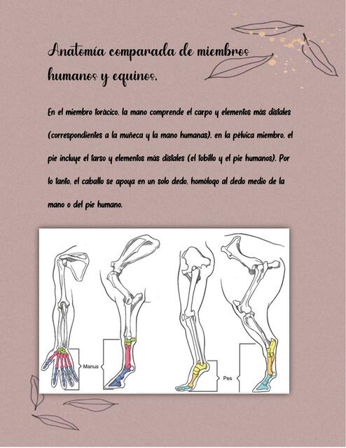 Anatomía comparada de miembros humanos y equinos | fraii | uDocz
