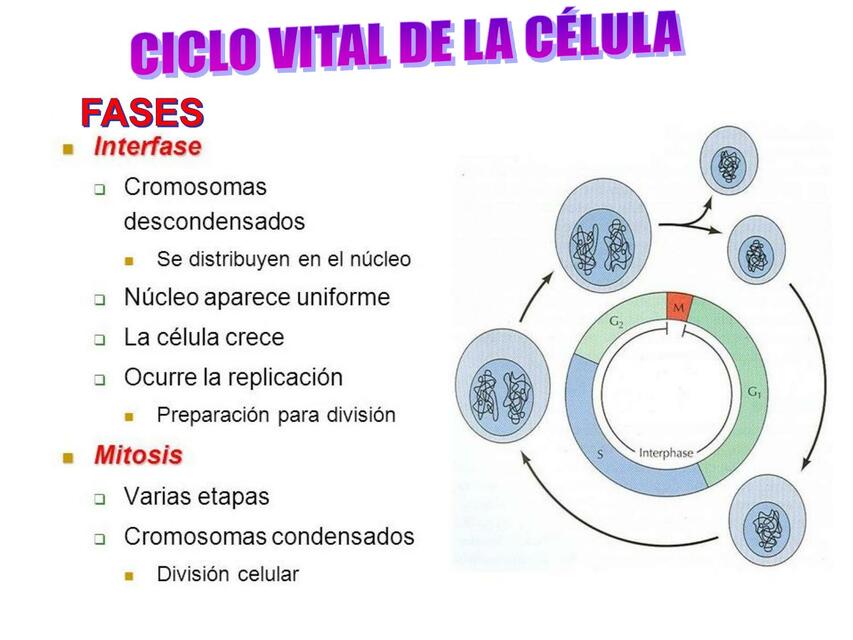 Ciclo vital de la célula