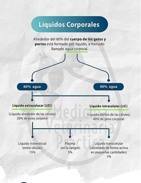 Líquidos corporales | fraii | uDocz