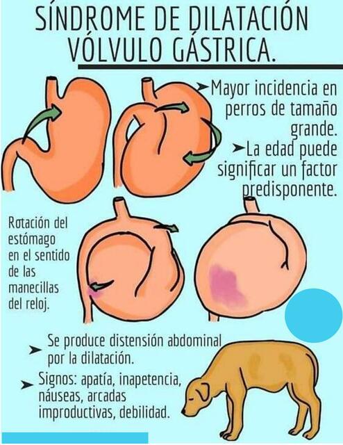 Síndrome de dilatación vólvulo gástrica | fraii | uDocz