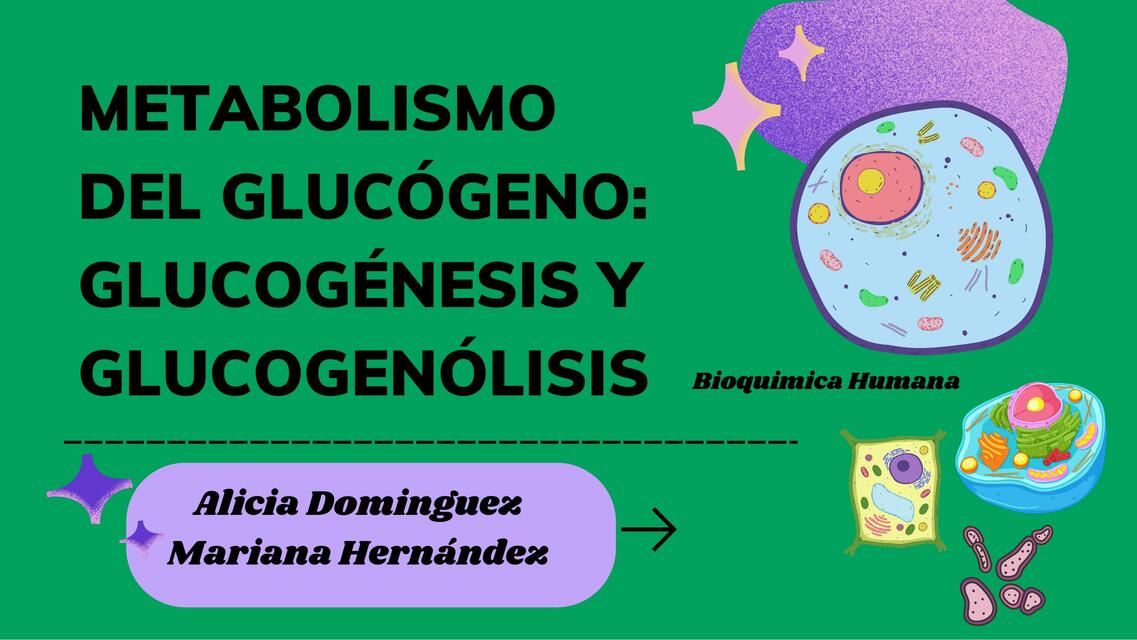 Metabolismo del Glucógeno | Liliana Gómez Rodriguez | uDocz