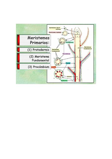 Diagrama De Meristema Primario