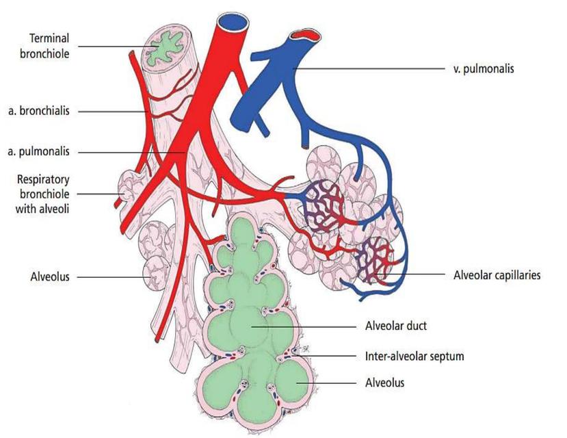 Árbol Bronquial Periférico Con Alvéolos Y Suministro Vascular Fraii