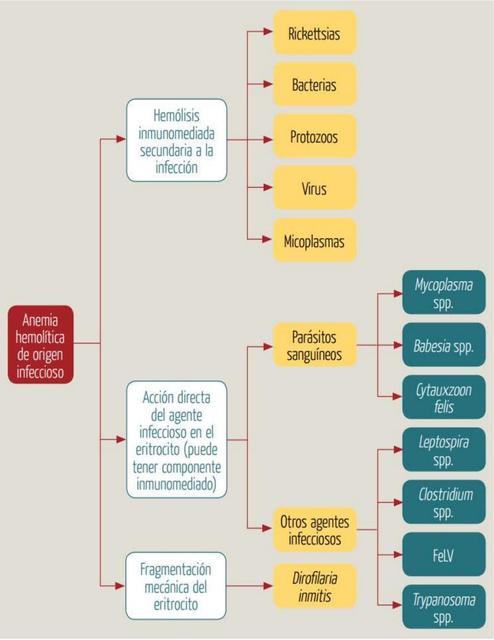 Clasificación de anemias de origen infeccioso | fraii | uDocz