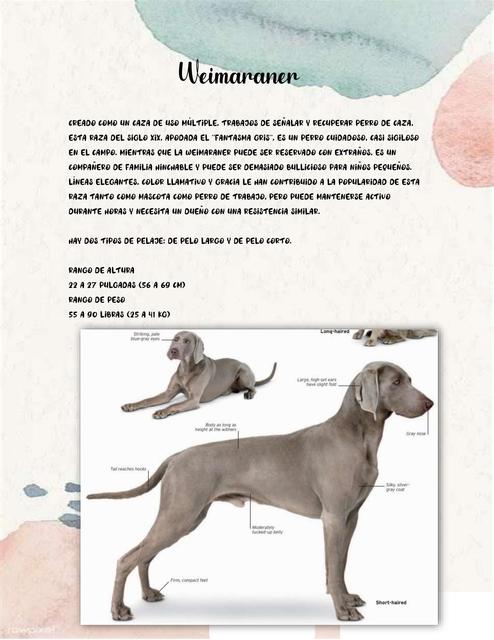 Weimaraner | fraii | uDocz