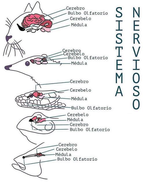 Sistema nervioso | fraii | uDocz