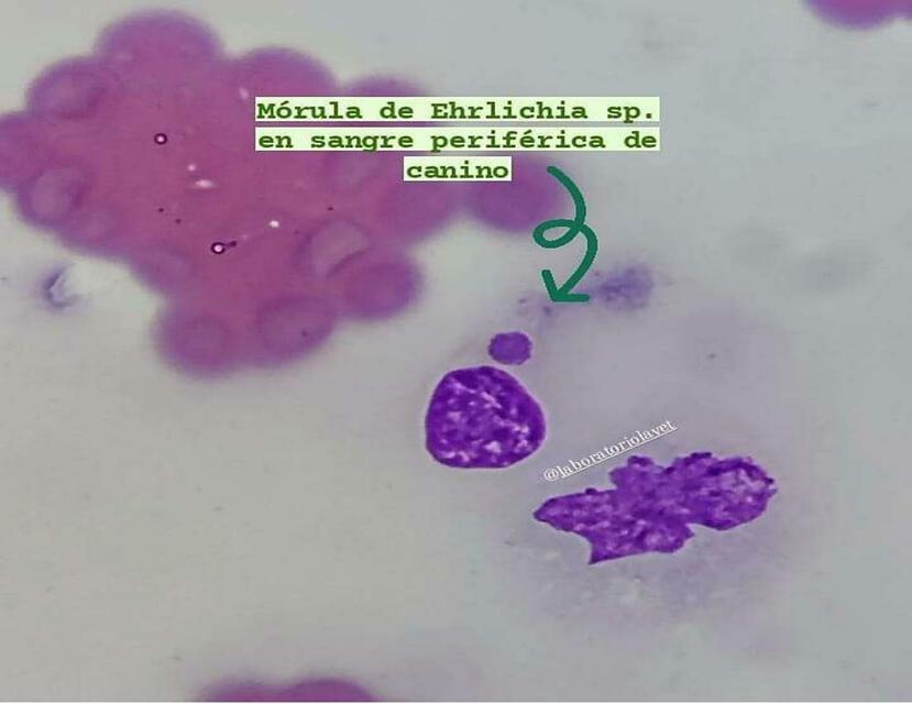 Mórula de Ehrlichia sp en sangre periférica de canino