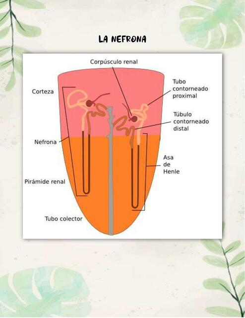 La nefrona | fraii | uDocz