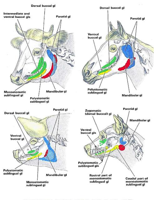 Glándulas salivales | fraii | uDocz