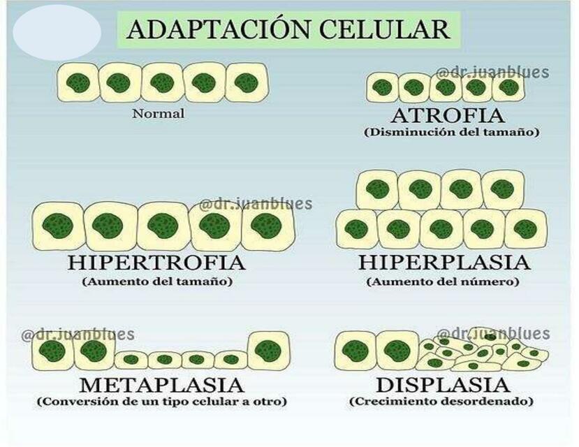 Tipos de Adaptación Celular