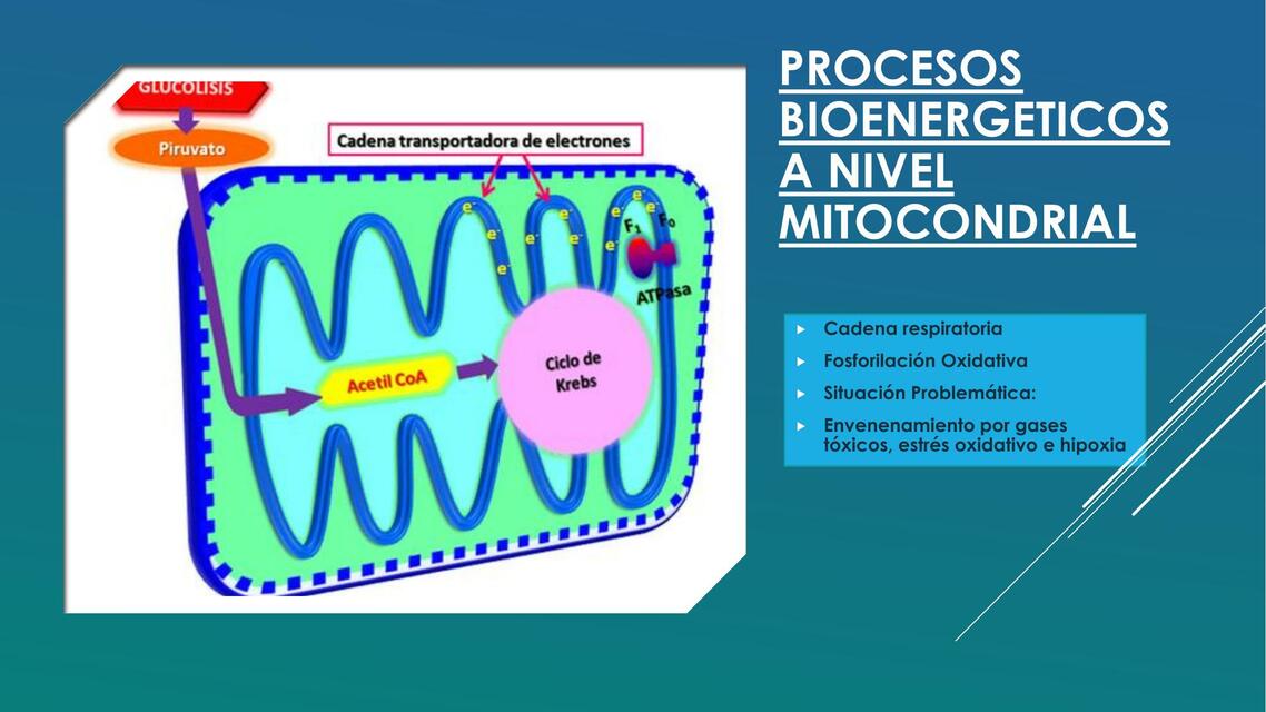 Procesos Bioenergéticos a Nivel Mitocondrial | MARYURI LISBETH | uDocz
