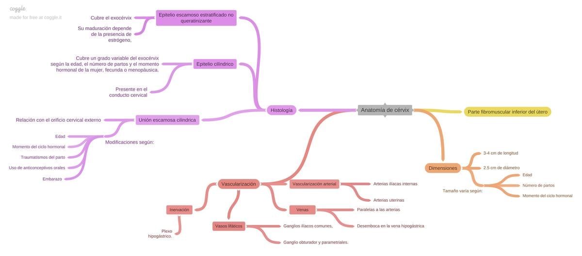 Anatomía del Cérvix | Forensic.notes | uDocz