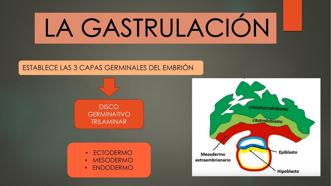 La gastrulación | MARYURI LISBETH | uDocz