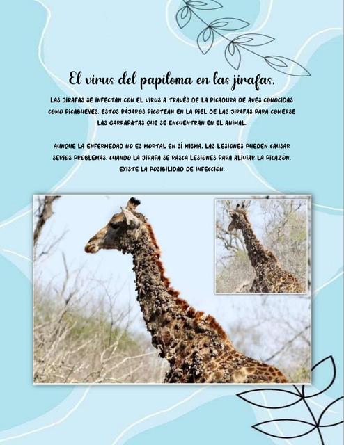 El virus del papiloma en las jirafas | fraii | uDocz