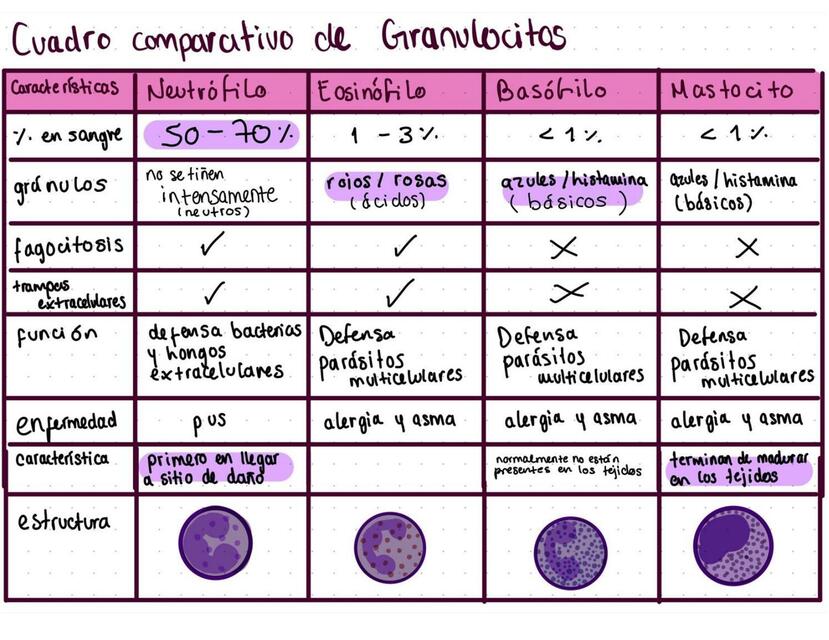 Cuadro comparativo de Granulocitos | Alisson Gomora Gonzalez | uDocz