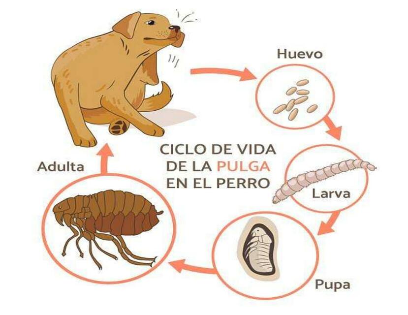 Ciclo de la pulga | fraii | uDocz