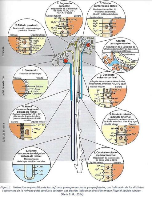 Ilustración esquemática de la nefrona | fraii | uDocz