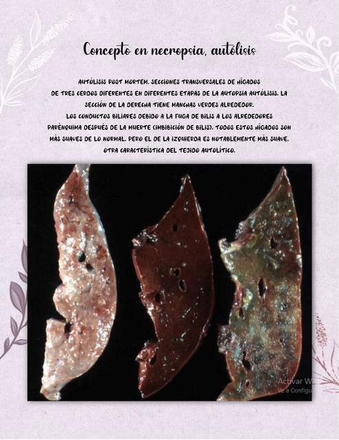 Concepto en necropsia, autólisis | fraii | uDocz