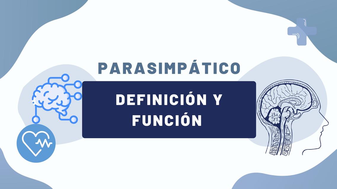 Parasimpático definición y función | Bosque | uDocz