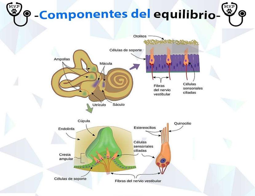 Componentes del equilibrio | fraii | uDocz