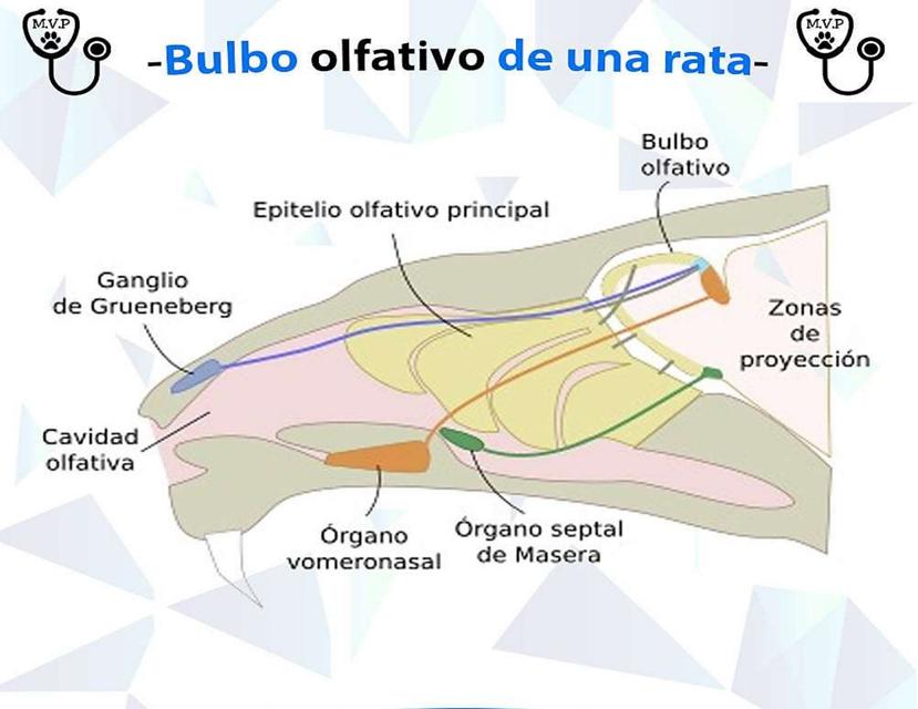 Bulbo olfativo de una rata | fraii | uDocz
