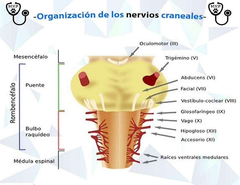 Organizacion de los nervios craneales | fraii | uDocz