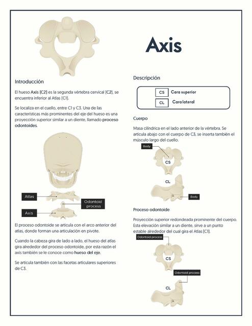 Columna Vertebral: Axis C2 | C Altamirano, MD | uDocz