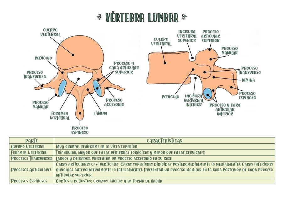 Vértebra Lumbar | HemoStudent | uDocz