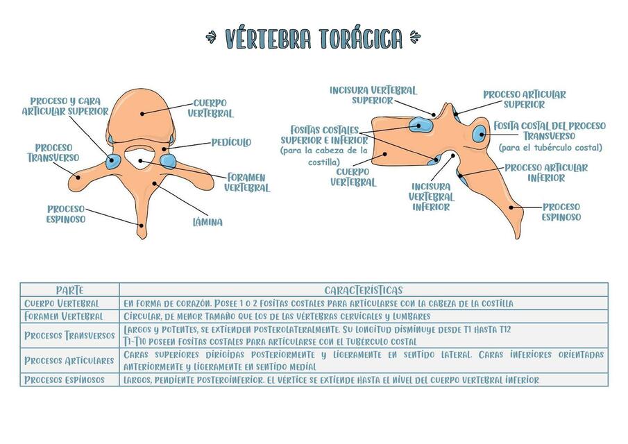 Vértebra Torácica | HemoStudent | uDocz