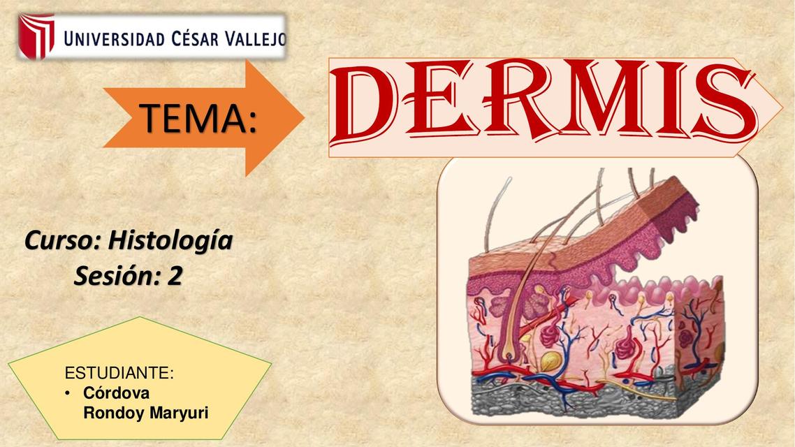 Piel dermis | MARYURI LISBETH | uDocz