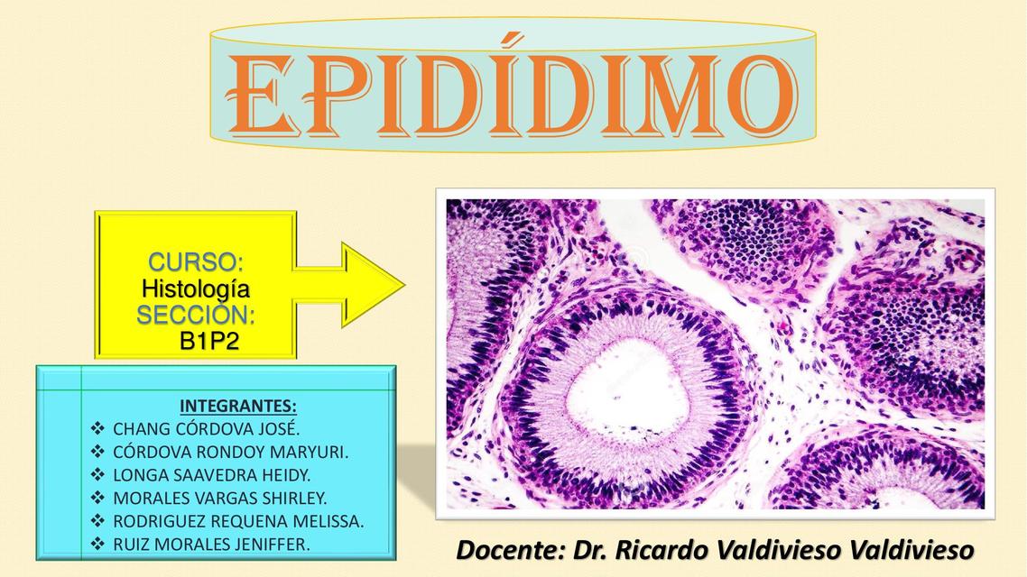 Epidimio | MARYURI LISBETH | uDocz