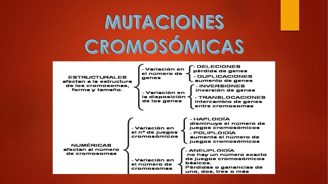 Mutaciones cromosómicas | Yamileth Domínguez | uDocz