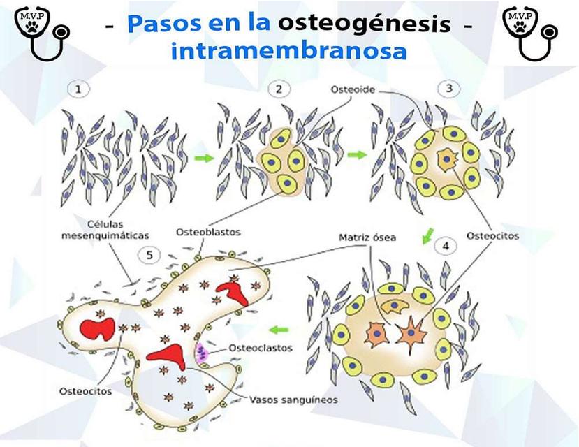 Pasos en la osteogénesis intramembranosa | fraii | uDocz